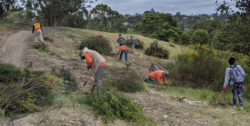 China Camp Invasive Plant Removal Event January 15th 9am Noon Pt